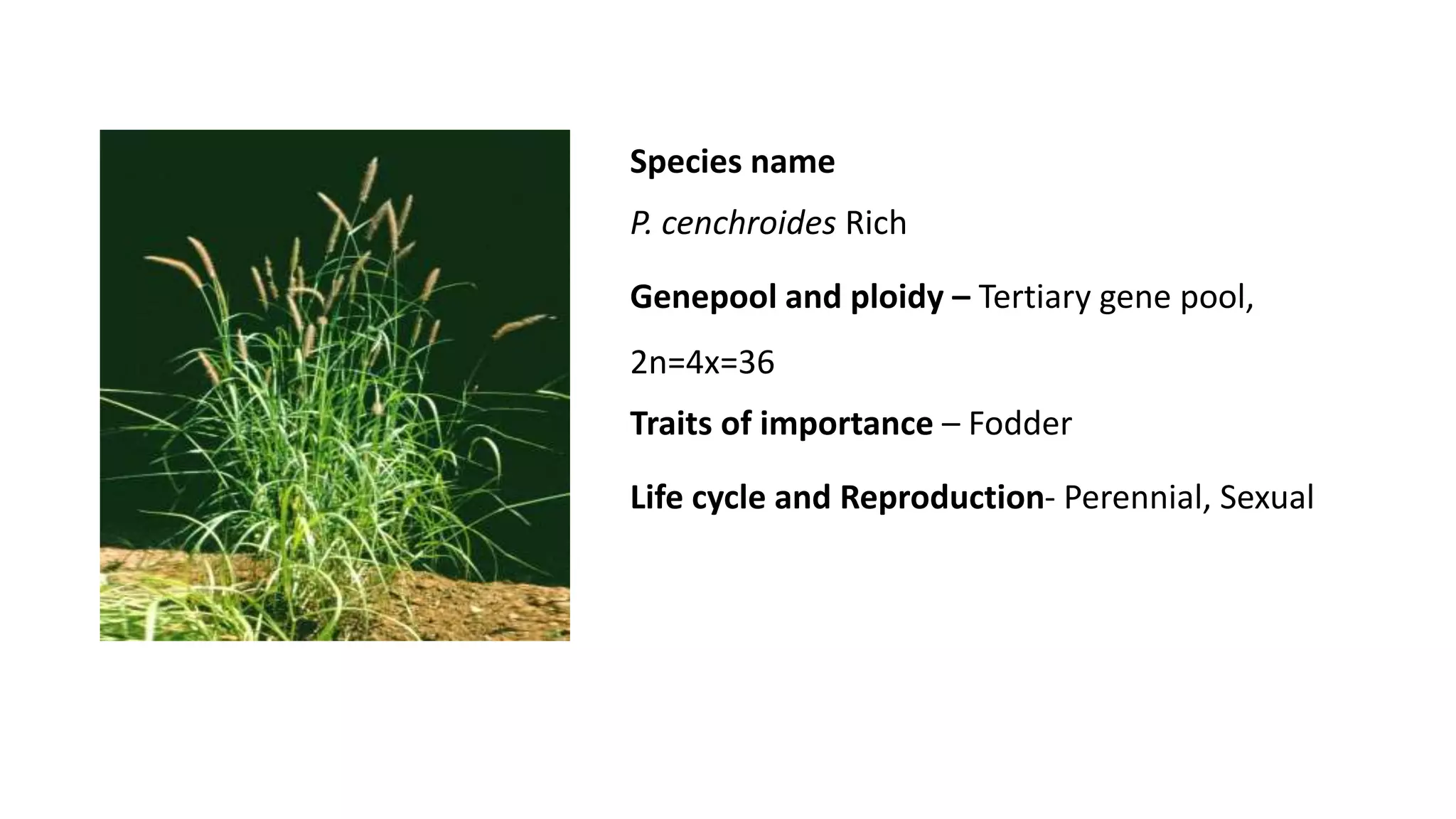 Genepool of pearl millet | PPTX