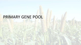 Genepool of pearl millet | PPTX