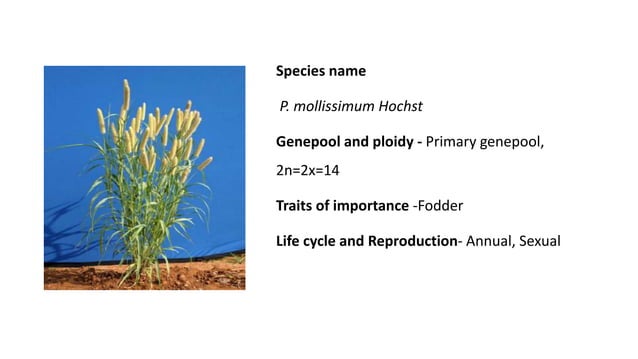 Genepool of pearl millet | PPTX