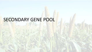 Genepool of pearl millet | PPTX