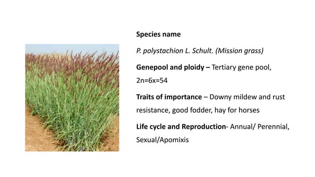 Genepool of pearl millet | PPTX