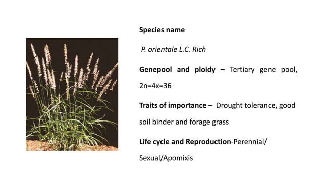 Genepool of pearl millet | PPTX