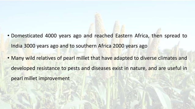 Genepool of pearl millet | PPTX