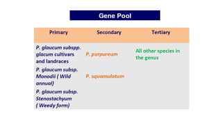Genepool of pearl millet | PPTX