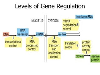 Gene Prediction | PPTX