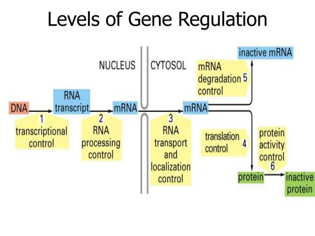 Gene Prediction | PPTX