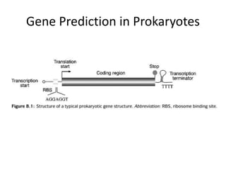 Gene Prediction | PPTX