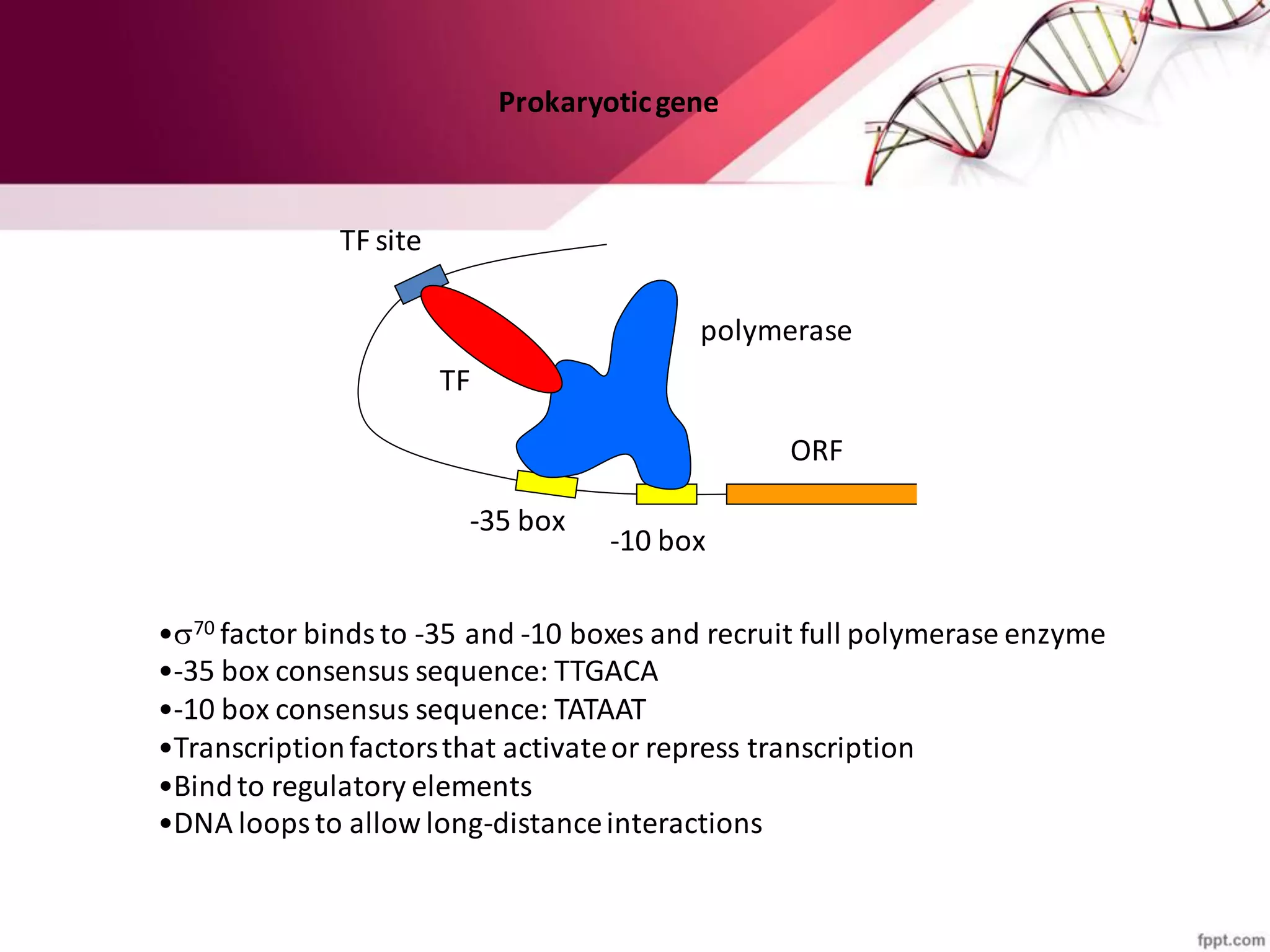 Gene prediction methods vijay | PDF