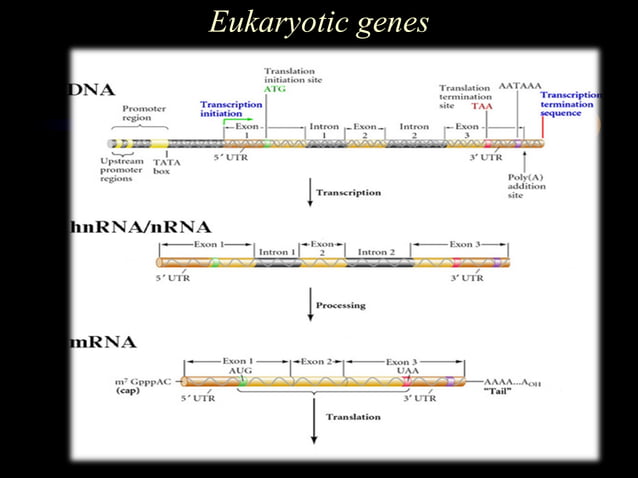 Gene prediction method | PDF