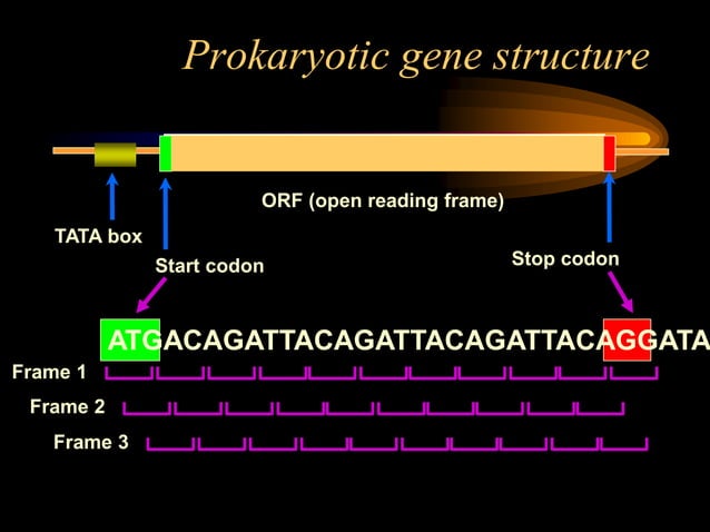 Gene prediction method | PDF