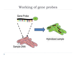 Gene probes, preparation of chimeric DNA molecules, cloning | PPTX