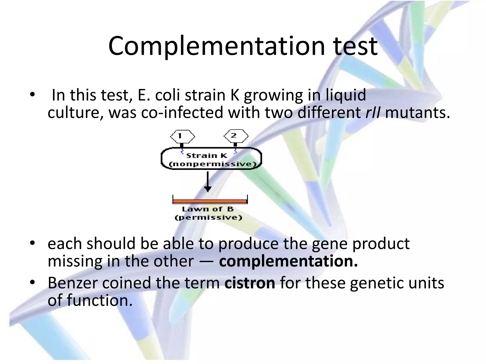 Gene protein relattionship. genetic fine structure | PPTX