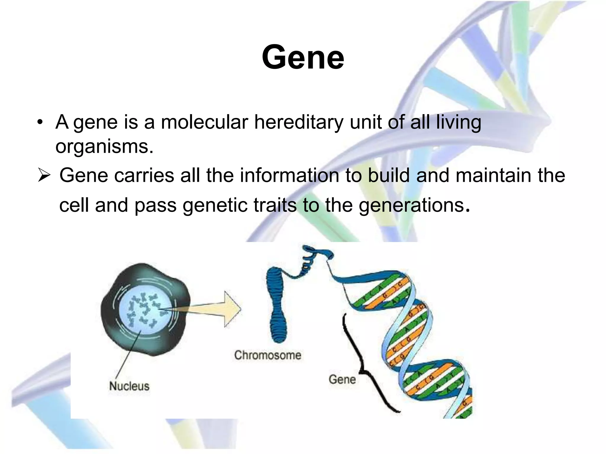 Gene protein relattionship. genetic fine structure | PPTX