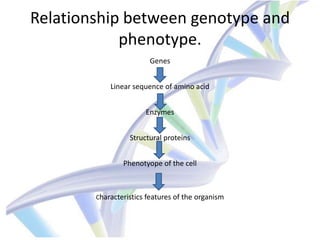 Gene protein relattionship. genetic fine structure | PPTX