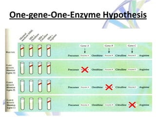 Gene protein relattionship. genetic fine structure | PPTX