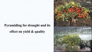 Gene pyramiding in tomato | PPT