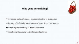 Gene pyramiding in tomato | PPTX
