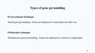Gene pyramiding in tomato | PPT