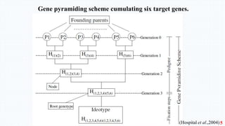 Gene pyramiding in tomato | PPTX