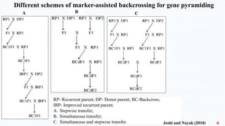 Gene pyramiding in tomato | PPT