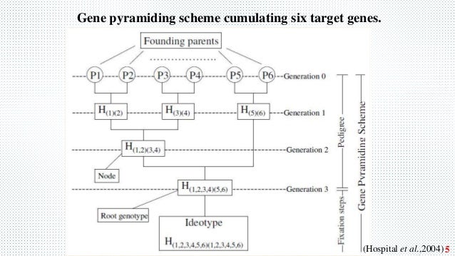 Gene pyramiding in tomato