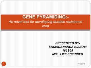 Gene pyramiding | PPTX