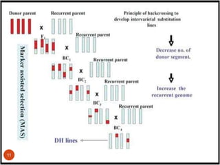 Gene pyramiding | PPTX