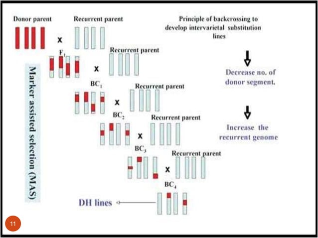 Gene pyramiding | PPTX