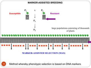 Gene pyramiding | PPTX