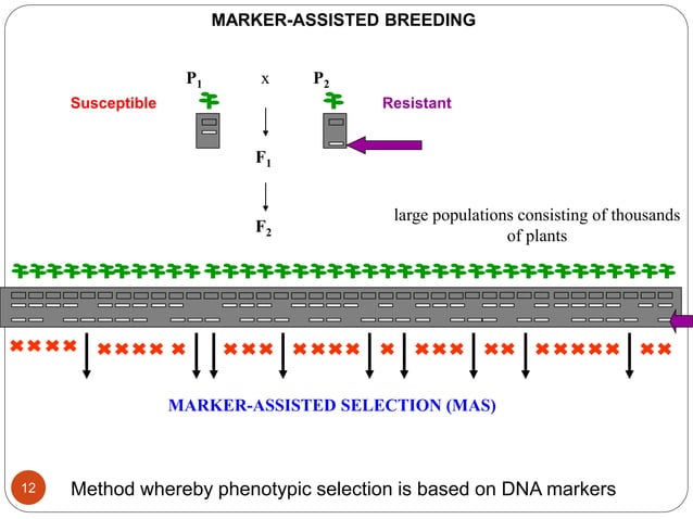 Gene pyramiding | PPTX