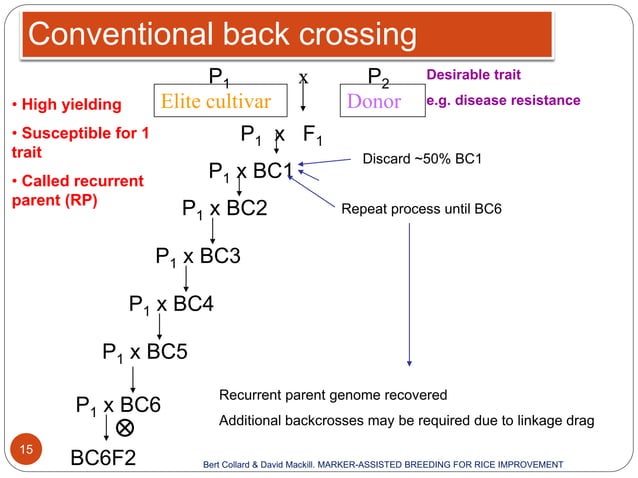 Gene pyramiding | PPTX