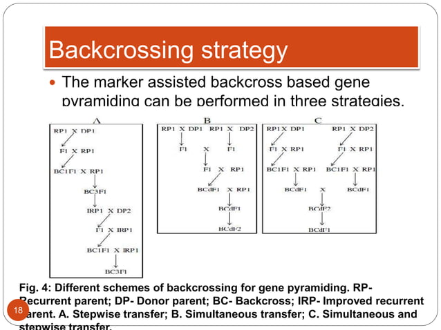 Gene pyramiding | PPTX