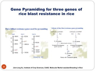 Gene pyramiding | PPTX