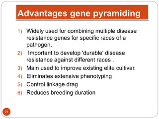 Gene pyramiding | PPTX
