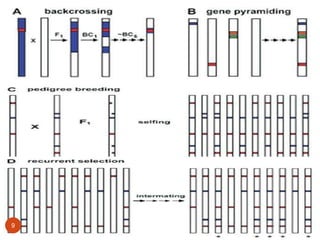 Gene pyramiding | PPTX