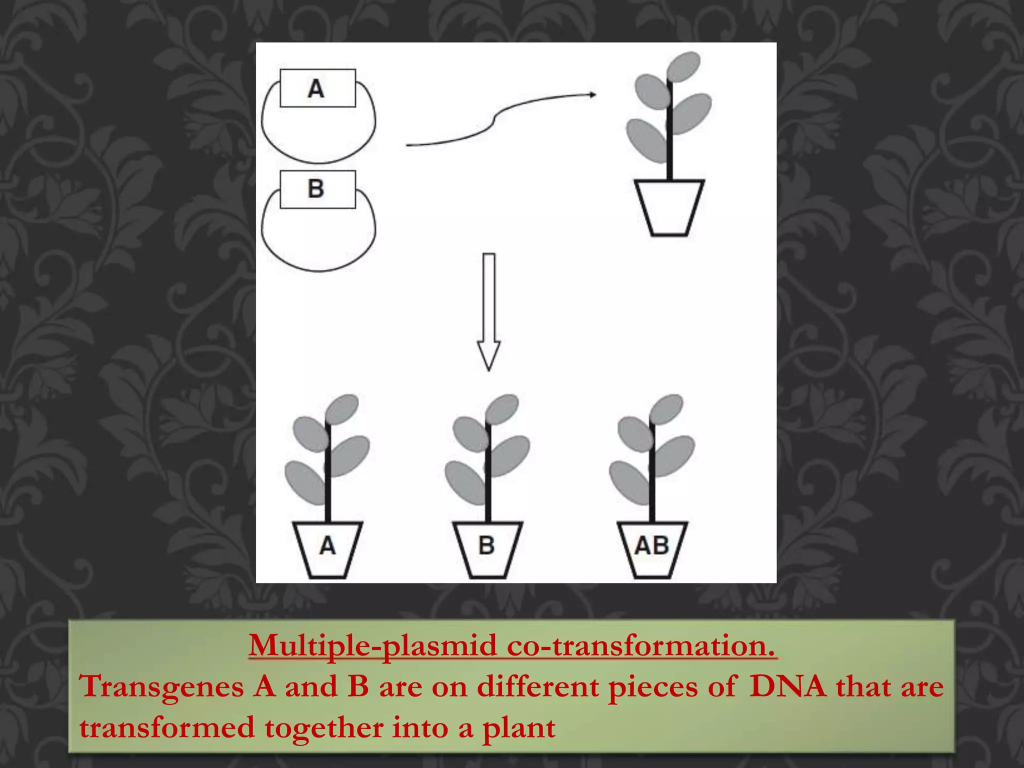 Gene pyramiding | PPTX