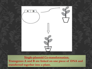 Gene pyramiding | PPTX