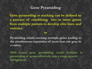 Gene pyramiding | PPTX