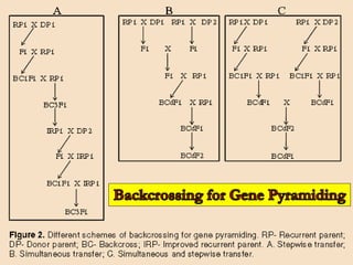 Gene pyramiding | PPTX
