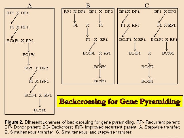 Gene pyramiding
