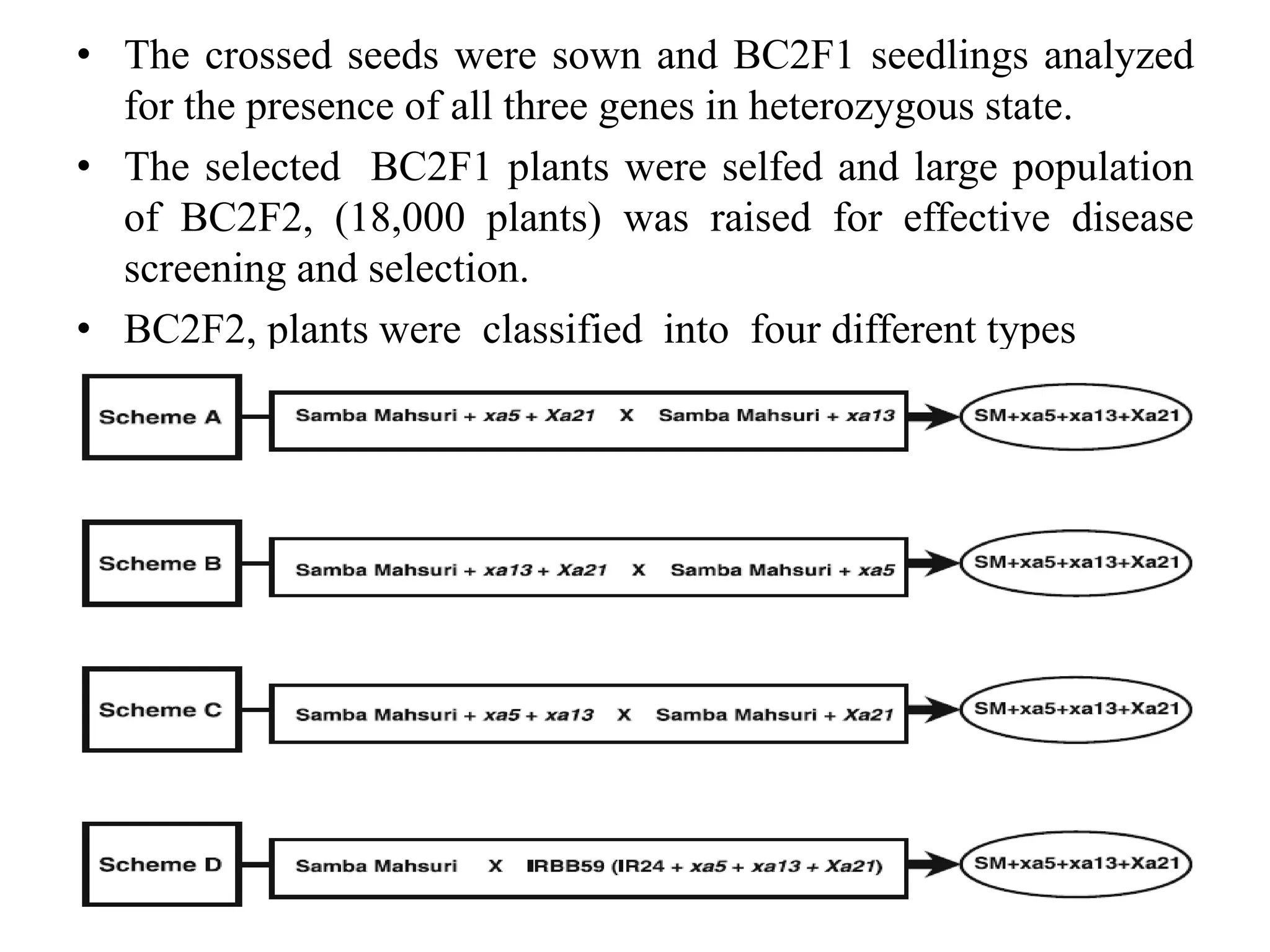 Gene Pyramiding11.pptx