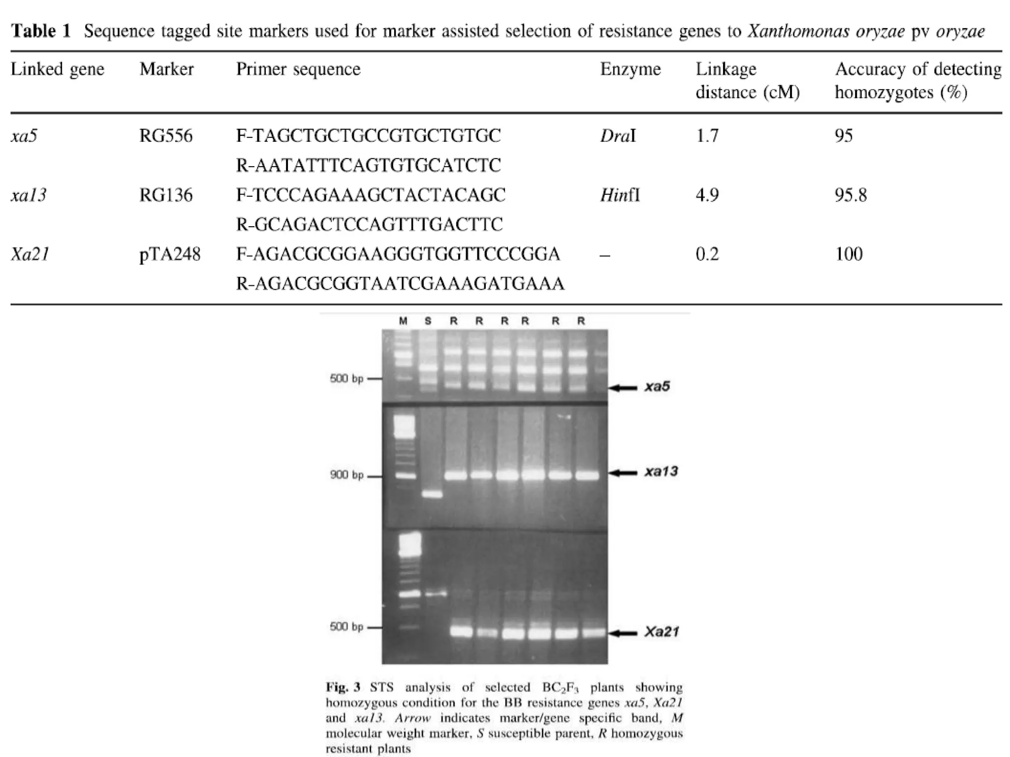 Gene Pyramiding11.pptx