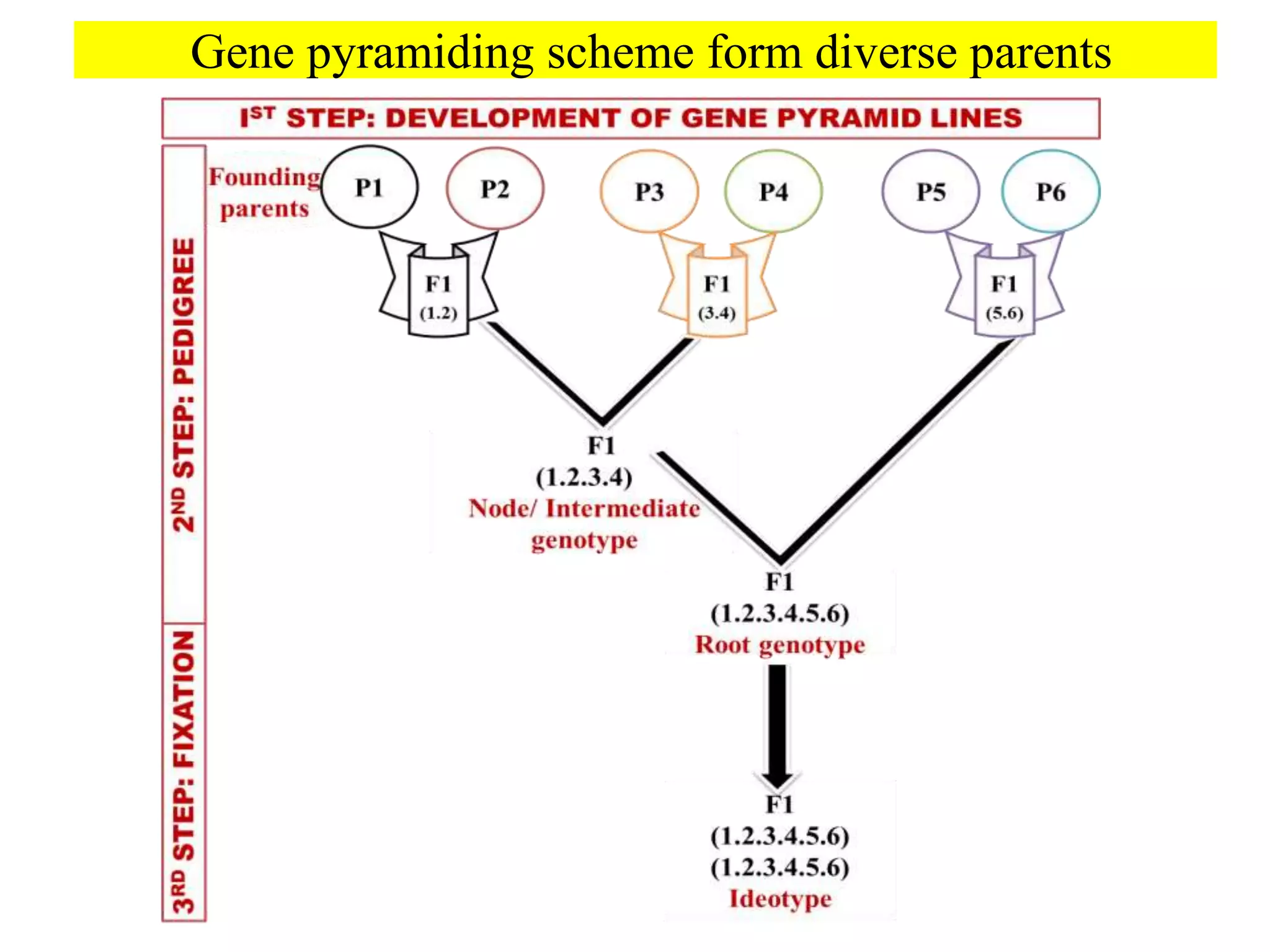 Gene Pyramiding11.pptx