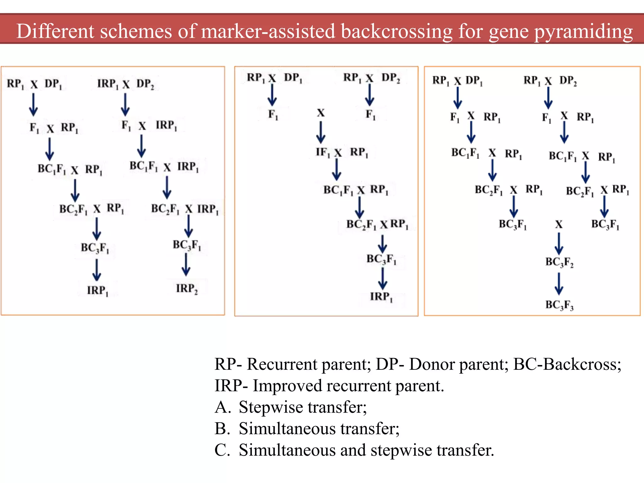 Gene Pyramiding11.pptx