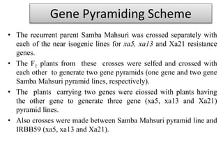 Gene Pyramiding11.pptx