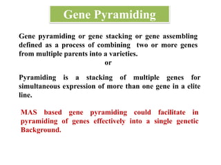 Gene Pyramiding11.pptx