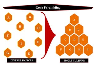 Gene Pyramiding11.pptx