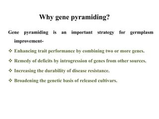 Gene Pyramiding11.pptx
