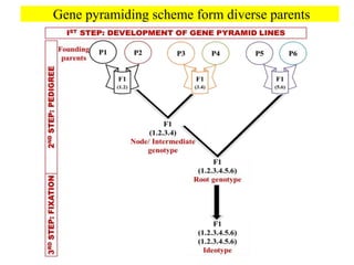 Gene Pyramiding11.pptx
