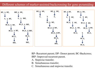 Gene Pyramiding11.pptx
